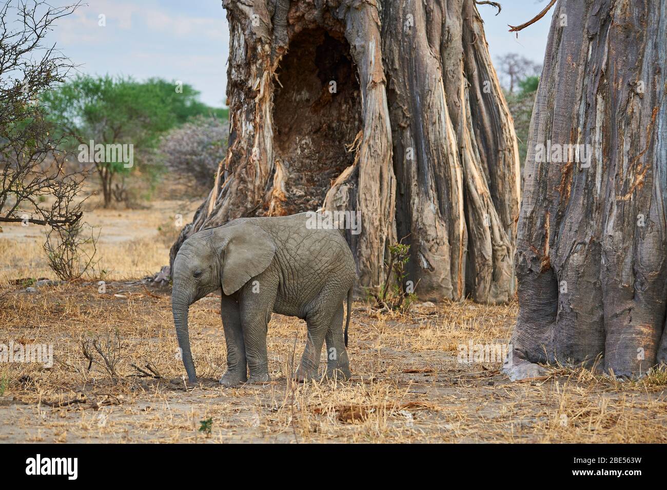 Old baobab tree hi-res stock photography and images - Alamy