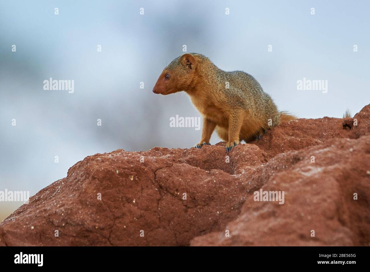 A Common Dwarf Mongoose on the look out on top of a termite mound Stock ...