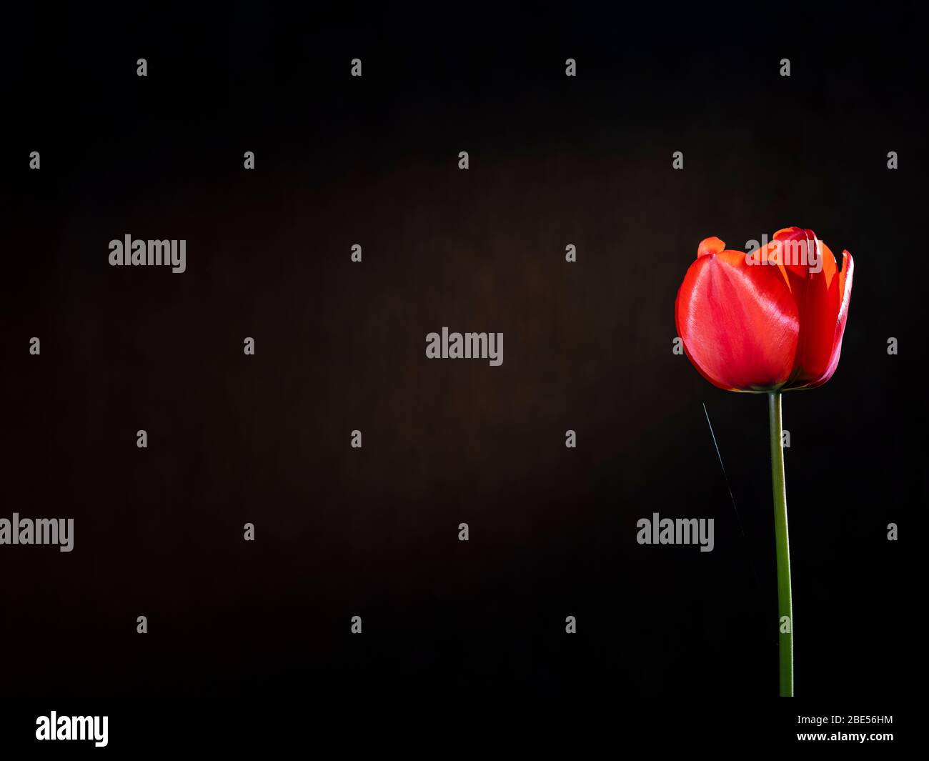 Tulip in water on rusty metal sheet Stock Photo - Alamy