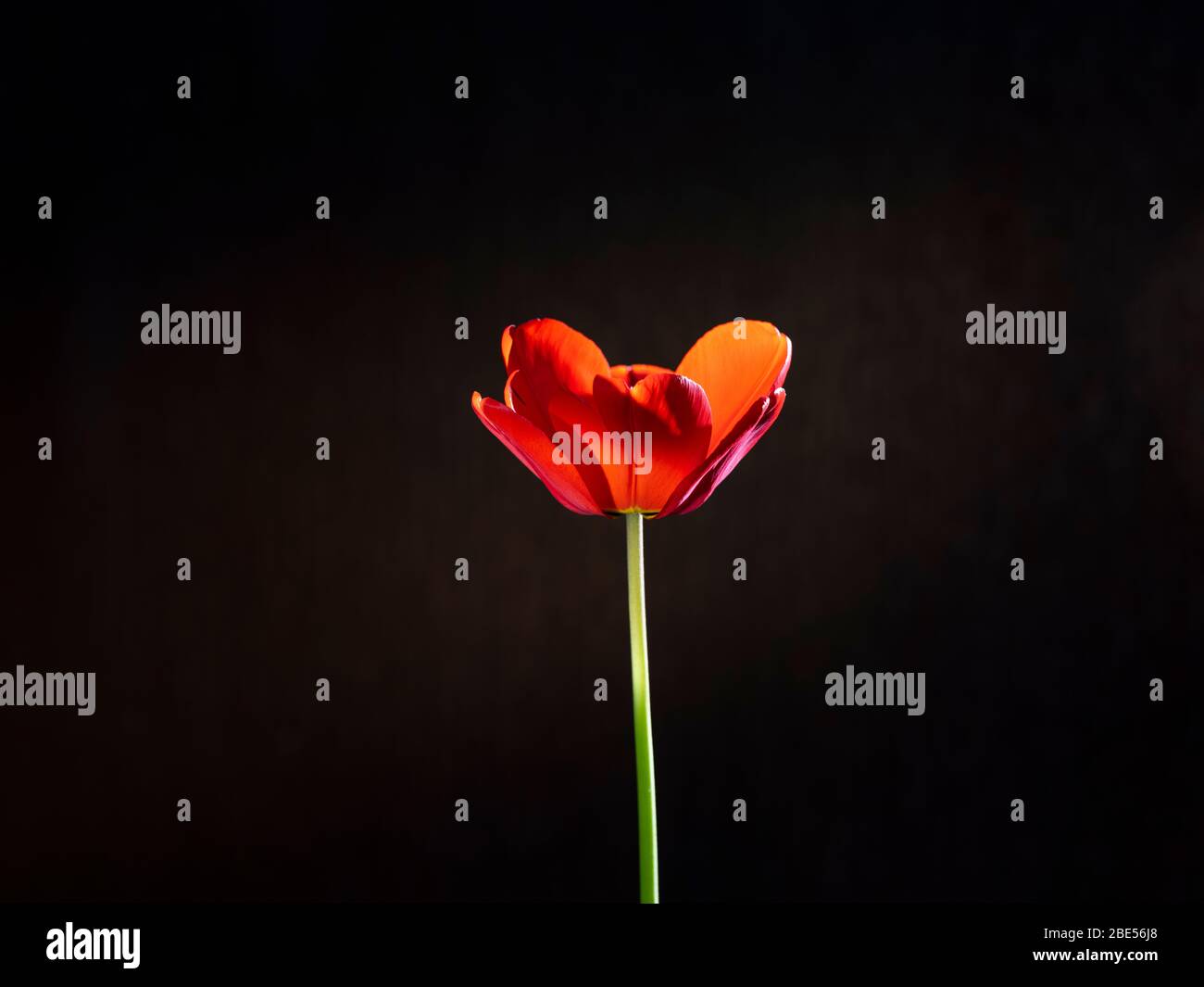 Tulip in water on rusty metal sheet Stock Photo - Alamy