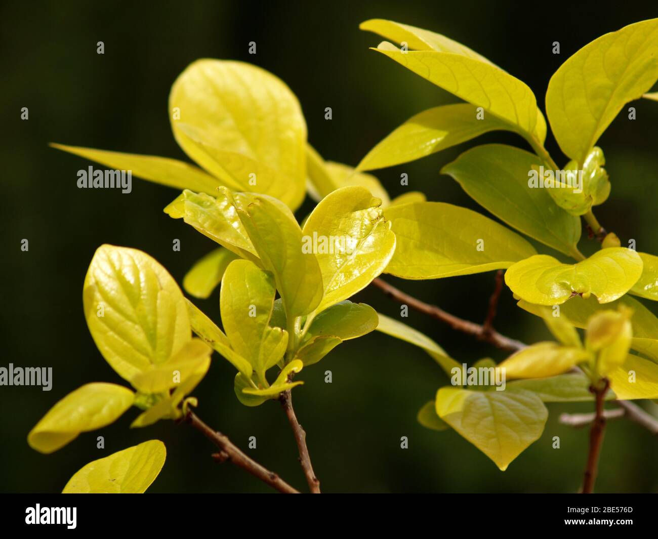 Persimmon bud hi-res stock photography and images - Alamy