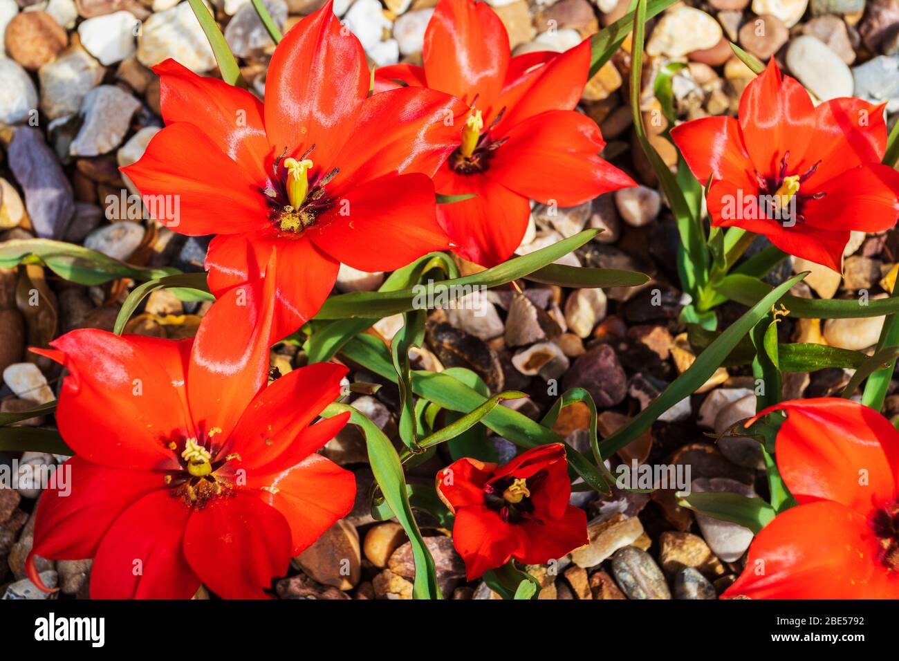 Brilliant Bright Red Flowers of Tulipa Linifolia in a Gravel Garden ...