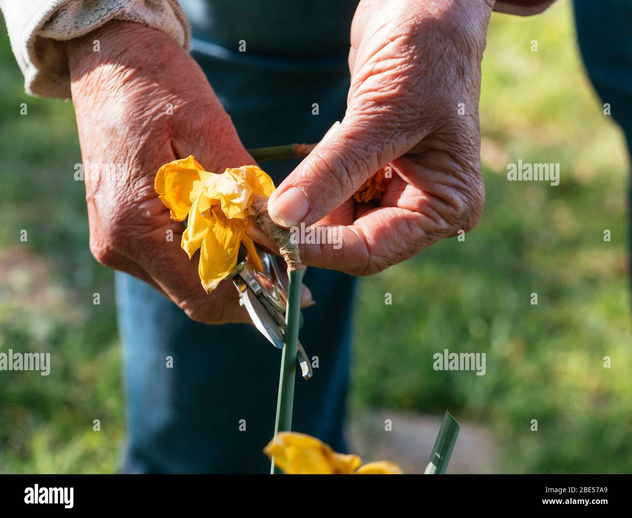 Deadheading hi-res stock photography and images - Alamy