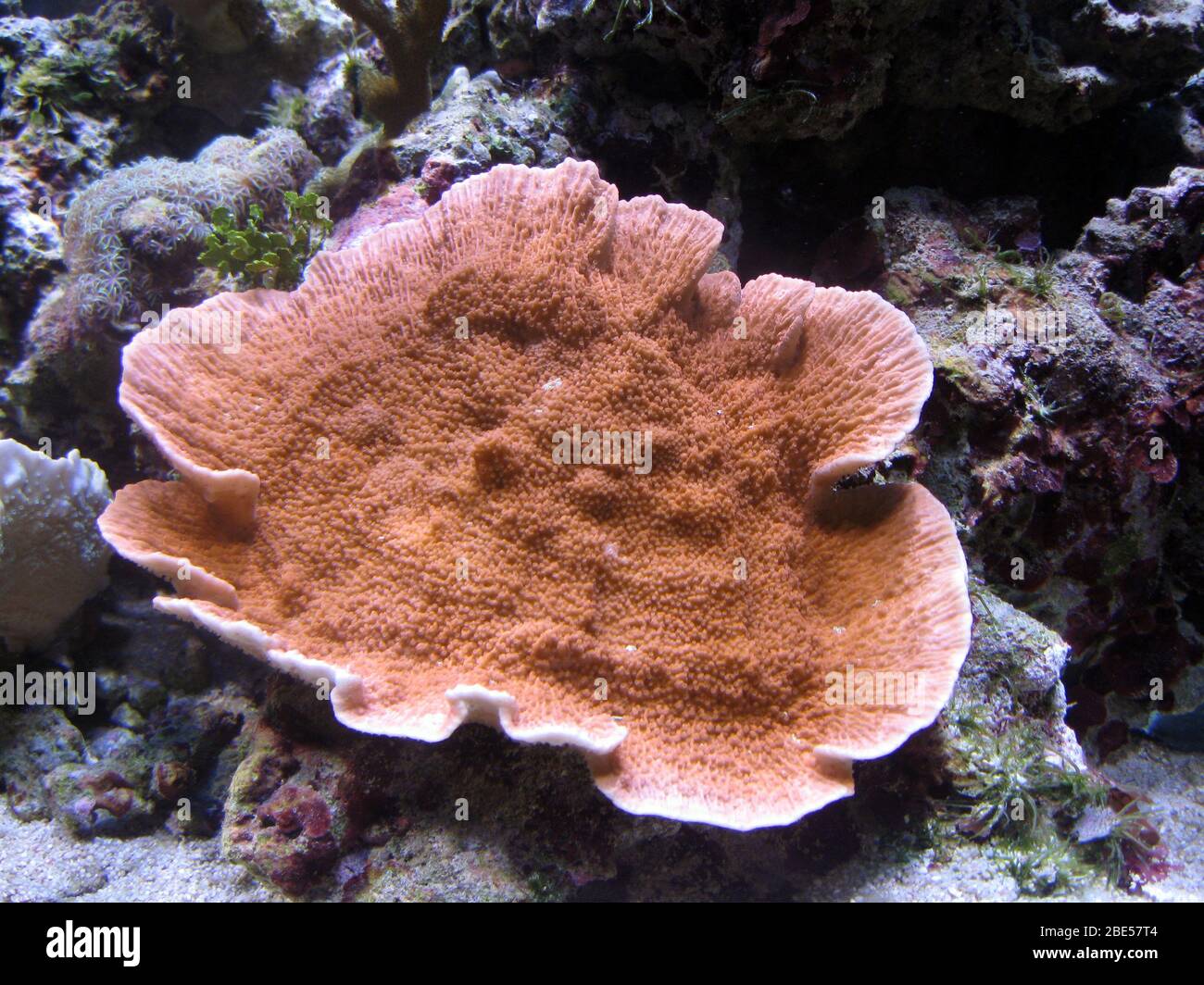 Capricornis hi-res stock photography and images - Alamy