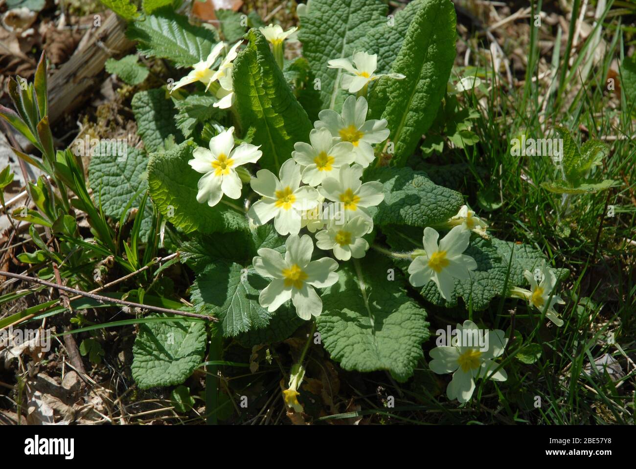 Wild primrose hi-res stock photography and images - Alamy