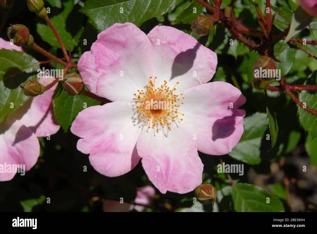 Pale pink flowers of Shrub Rose, Smarty Stock Photo - Alamy