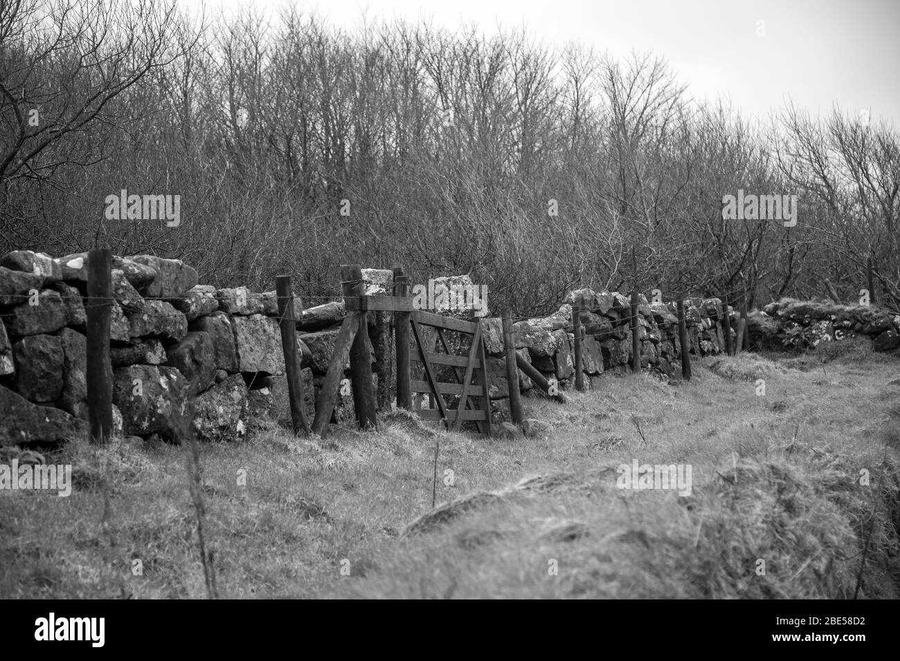 Trees in stone wall Black and White Stock Photos & Images - Alamy
