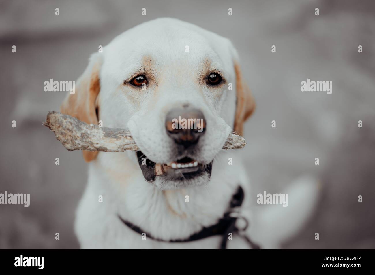 Beautiful adult golden labrador dog with bone or tree branch in the ...