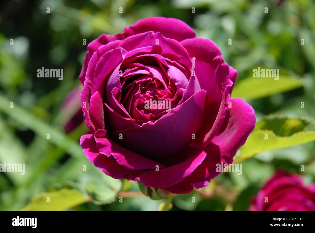 Dark crimson rose hi-res stock photography and images - Alamy
