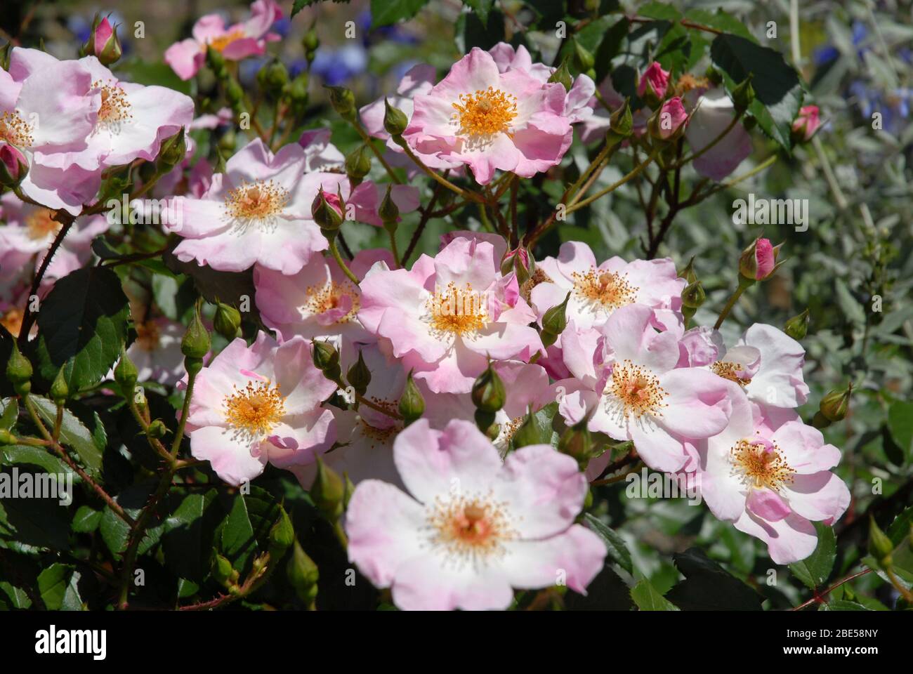 Pale pink flowers of Shrub Rose, Smarty Stock Photo - Alamy