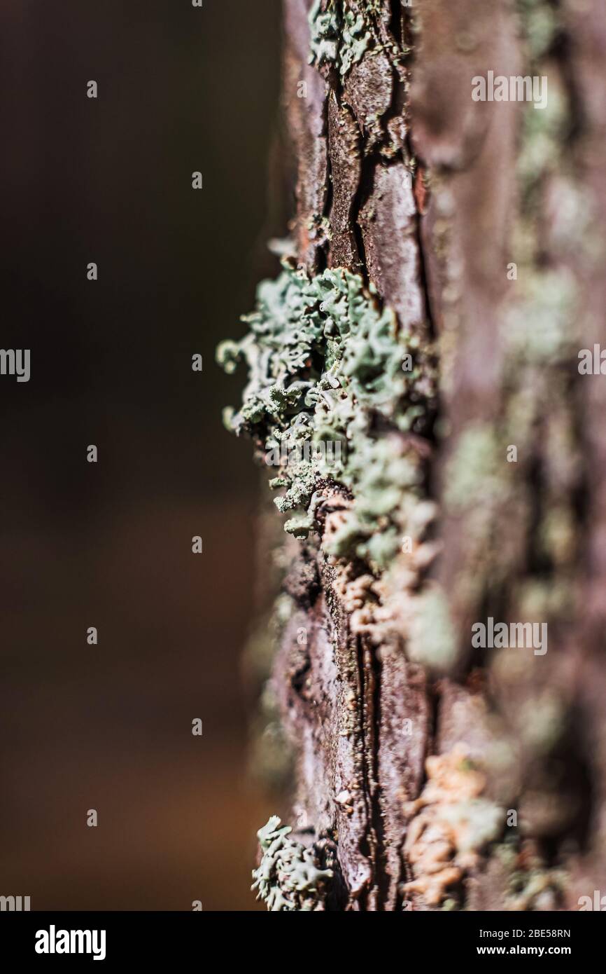 Mossy fallen tree trunk green Stock Photo - Alamy