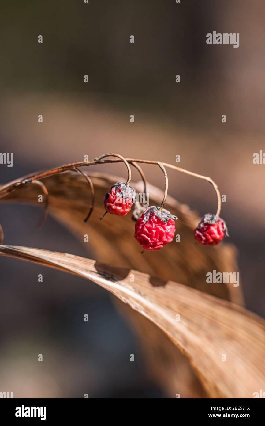 Blur berries hi-res stock photography and images - Alamy