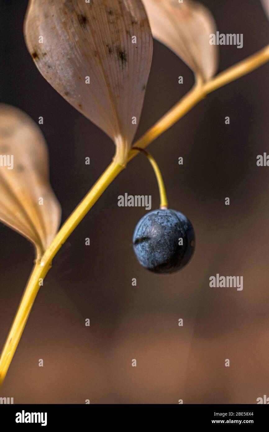 Dry berries in the forest hi-res stock photography and images - Alamy