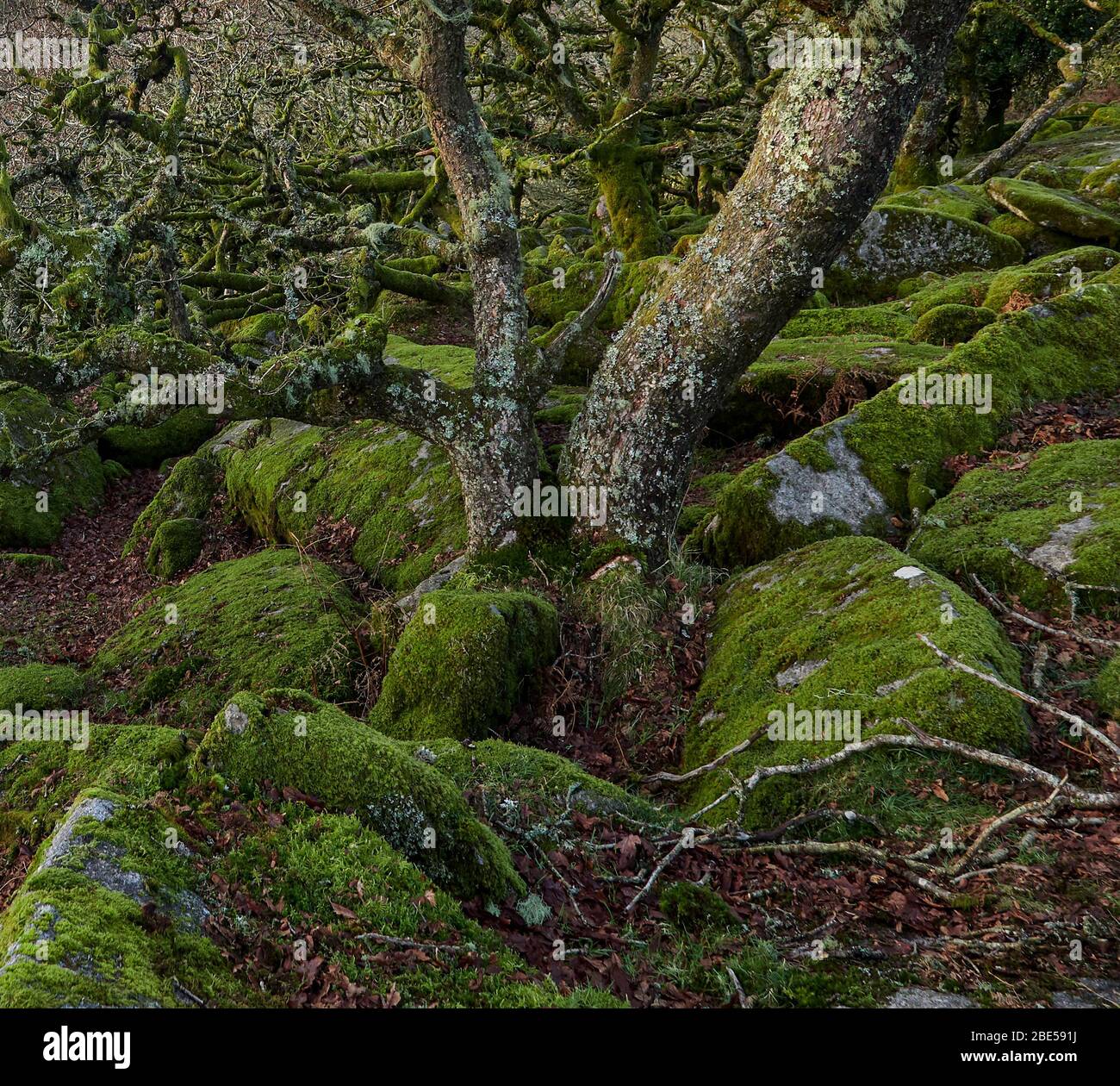 Wistman's Wood ancient sessile oak forest on the slopes of the West ...