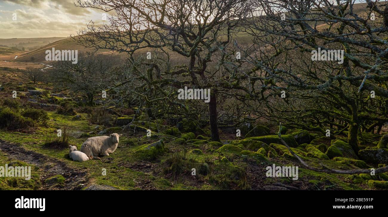 Wistman's Wood ancient sessile oak forest on the slopes of the West ...