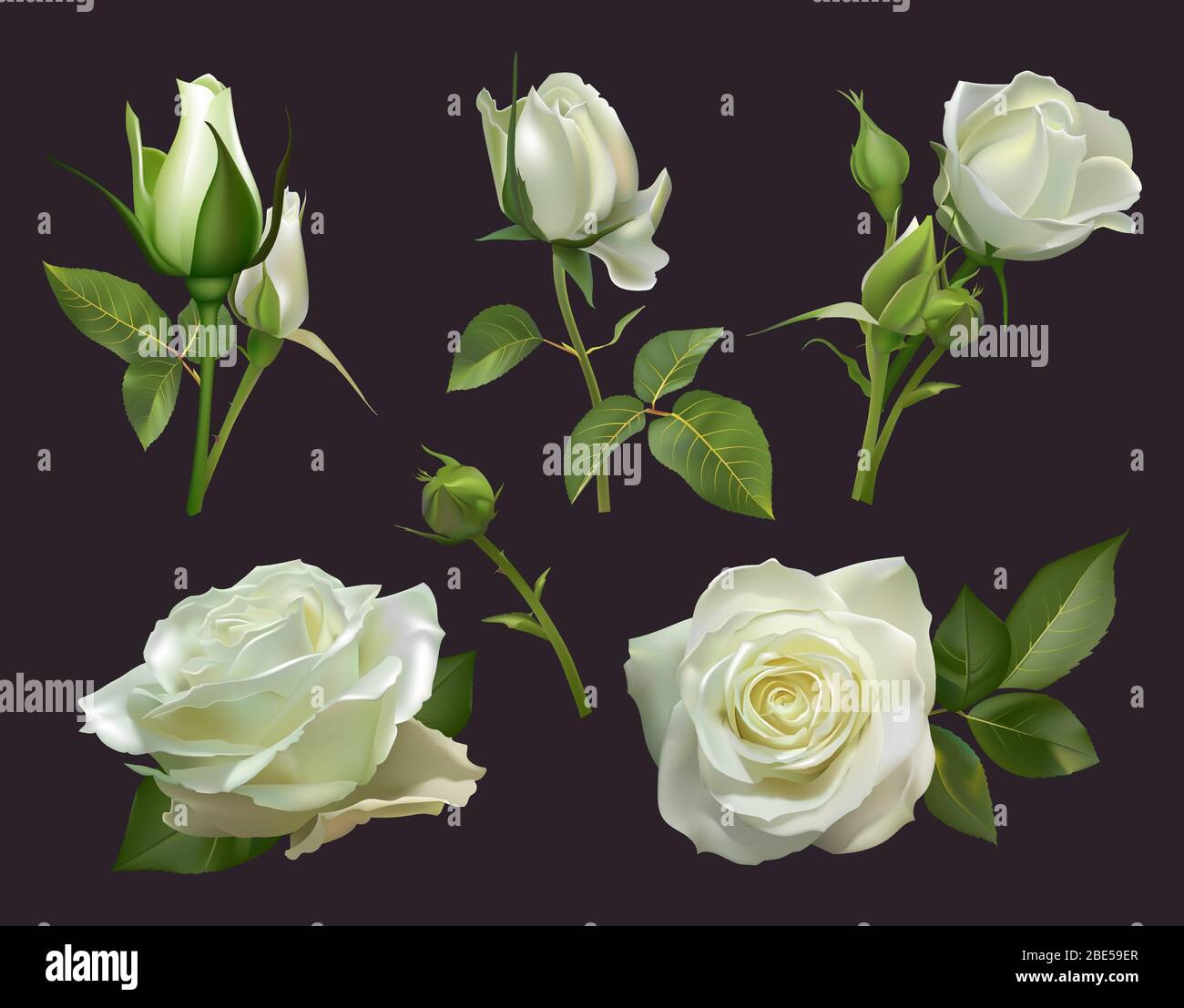 Different Types Of White Roses