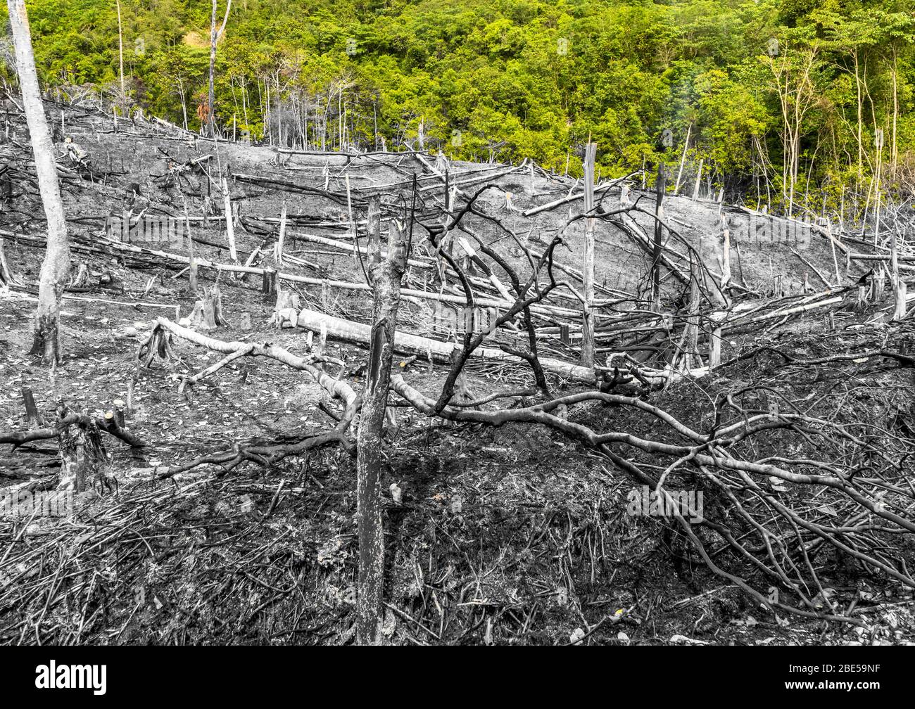 Borneo deforestation palm hi-res stock photography and images - Alamy