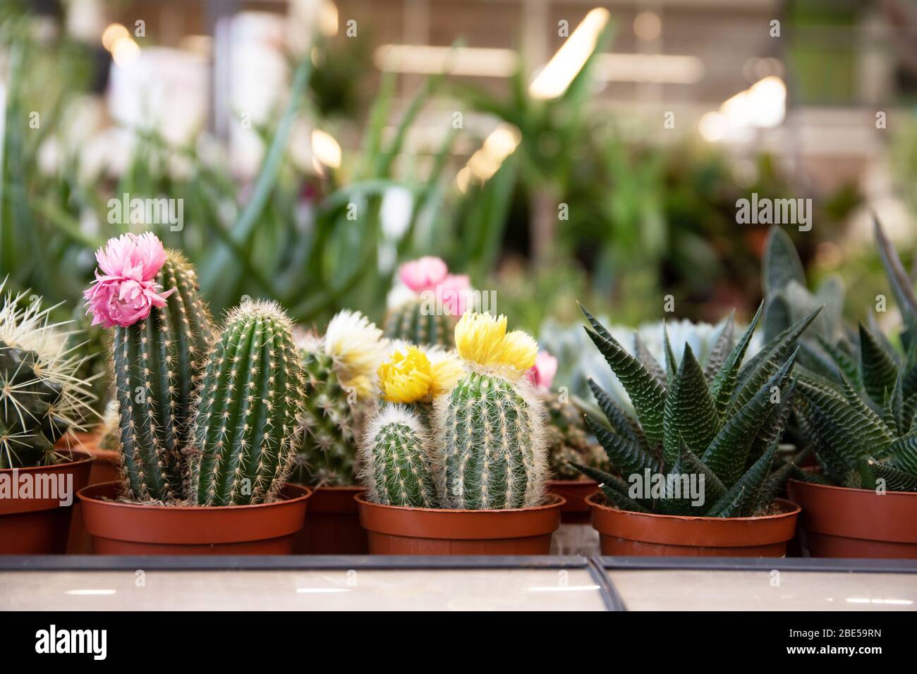 Beautiful blooming cacti. Composition with cacti. Flower shop Stock ...