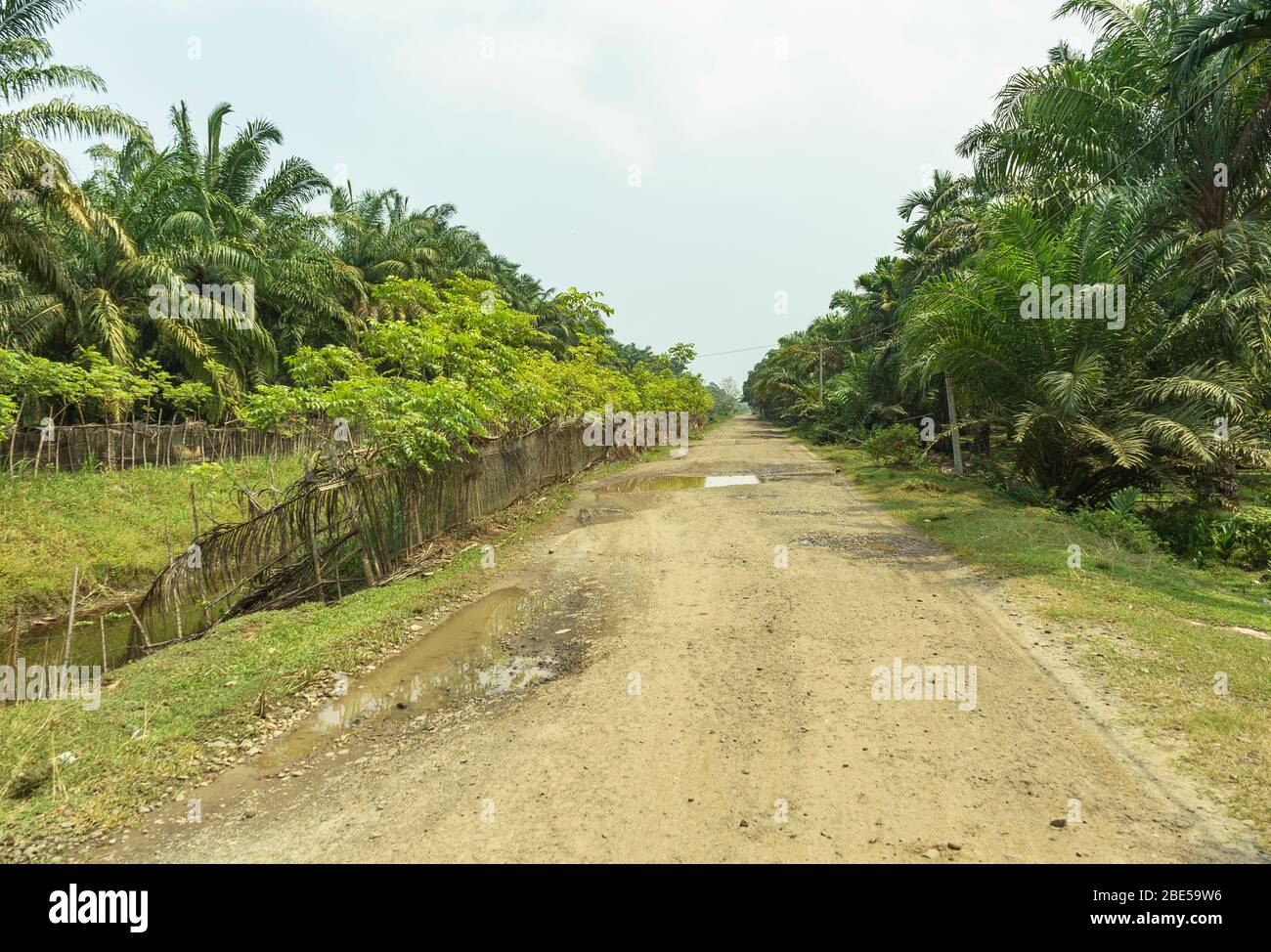 Deforestation, destruction of nature is main issue in Bengkulu province ...