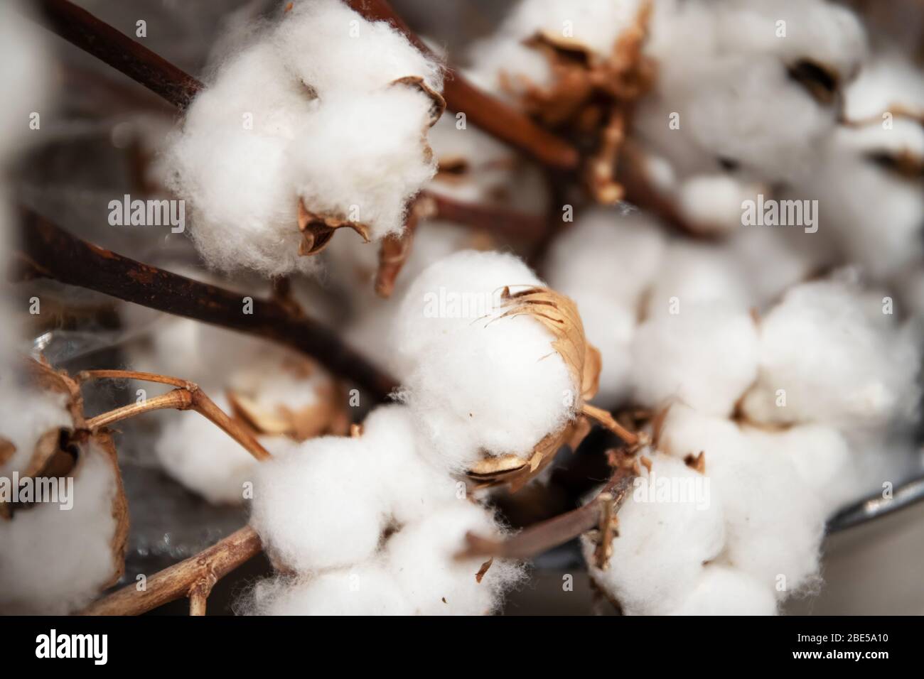 Cotton top view hi-res stock photography and images - Alamy