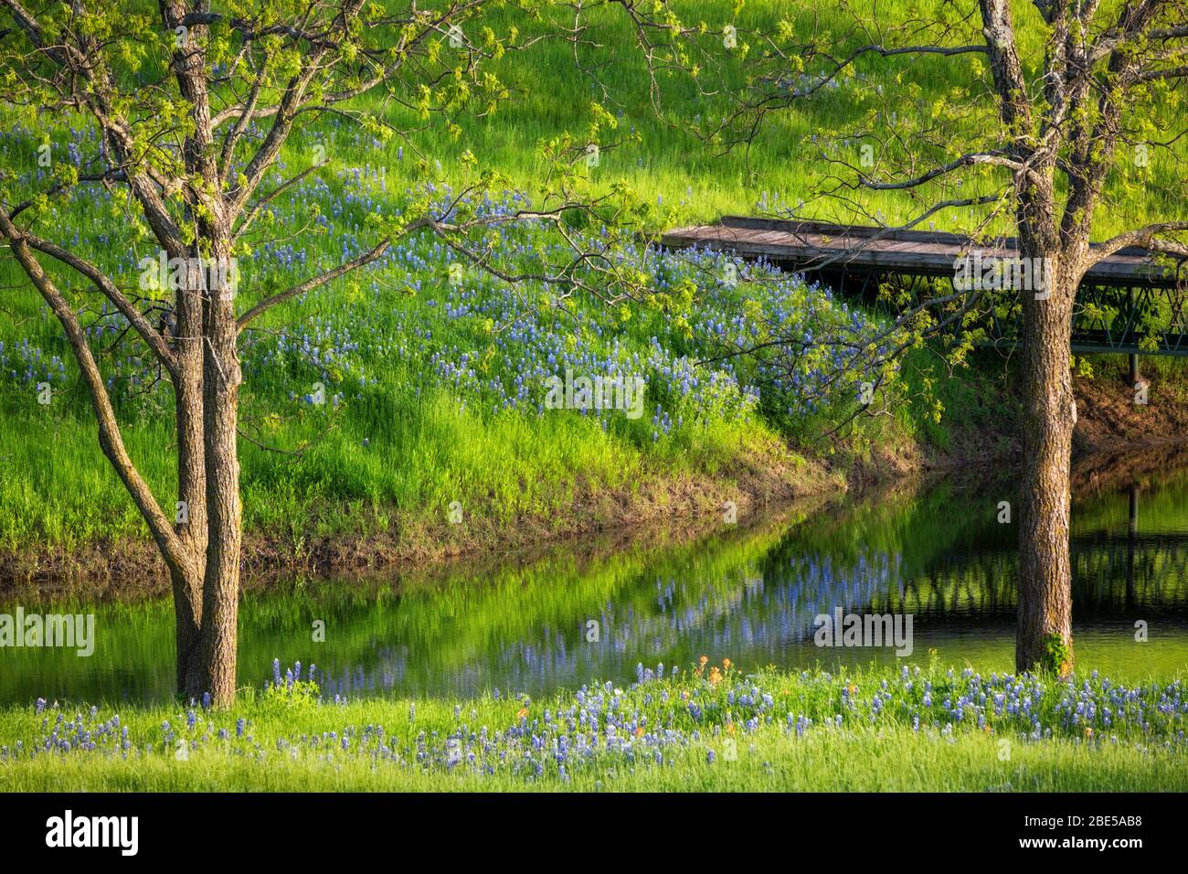 Texas Stream With Bluebonnet Reflections Stock Photo - Alamy