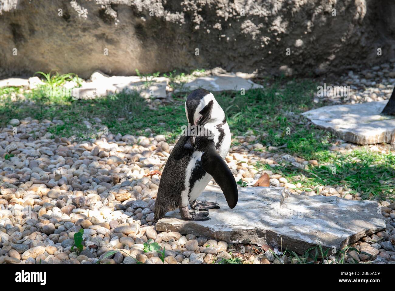 African penguin baby hi-res stock photography and images - Alamy