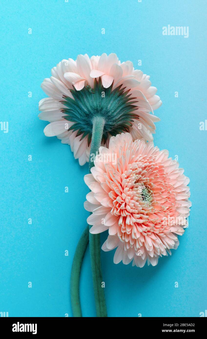 Fluffy green back side of gerbera on a turquoise color background ...