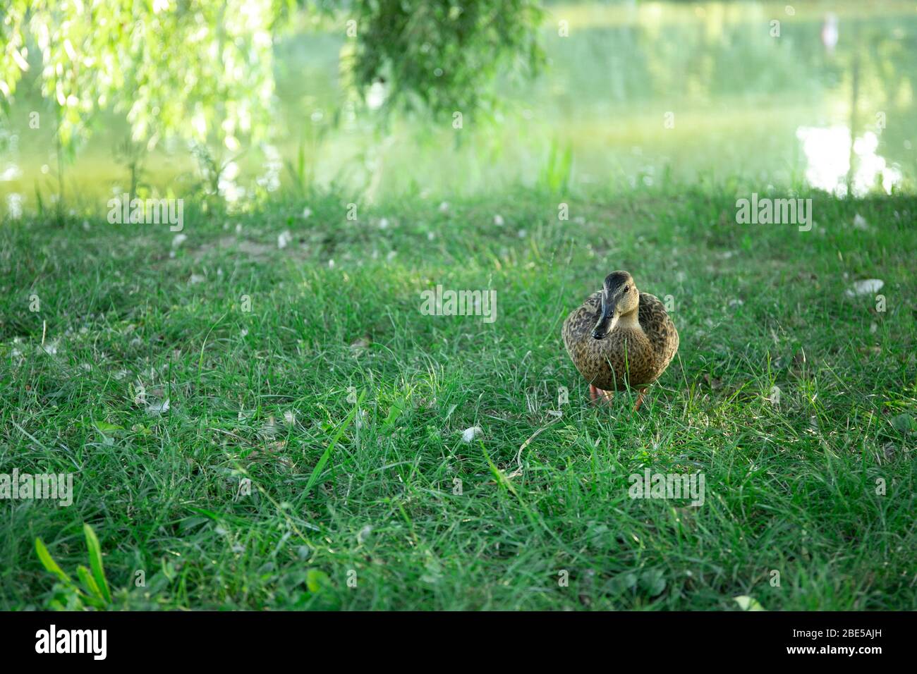 Duck in the meadow in the park. Good sunny weather. Duck in the wild ...
