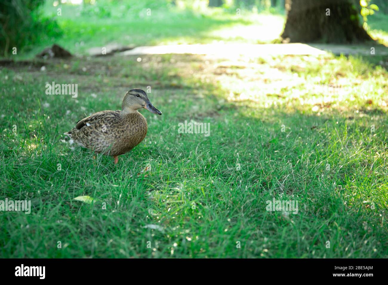 Duck in the meadow in the park. Good sunny weather. Duck in the wild ...