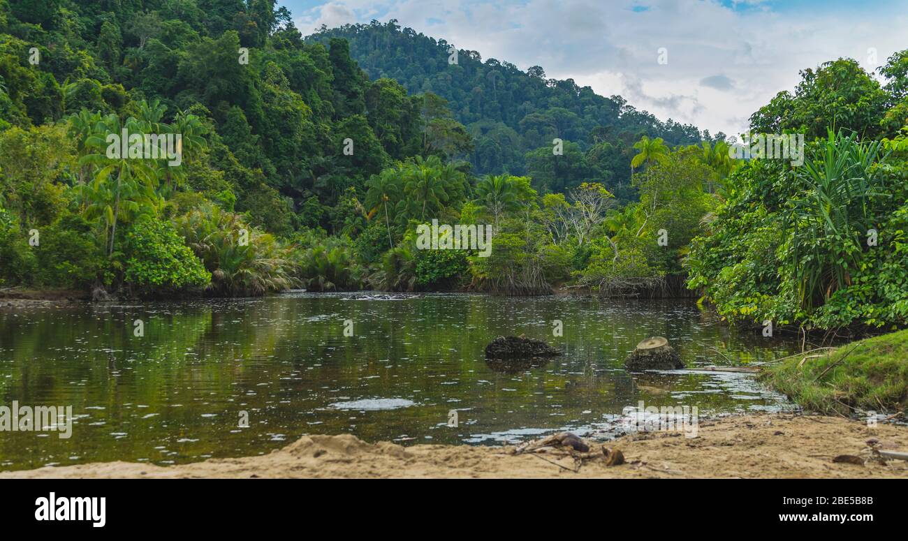Jungle trees river hi-res stock photography and images - Alamy