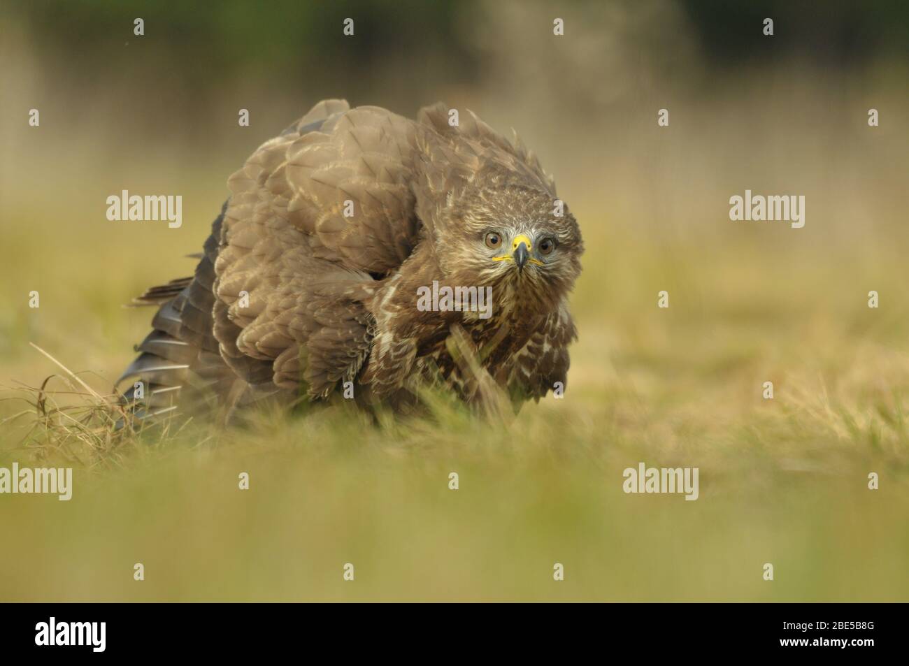 White buzzard hi-res stock photography and images - Alamy