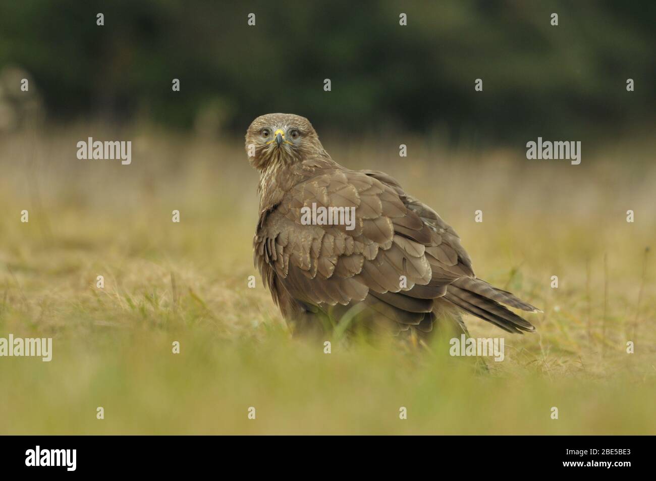 Great Common buzzard Stock Photo - Alamy