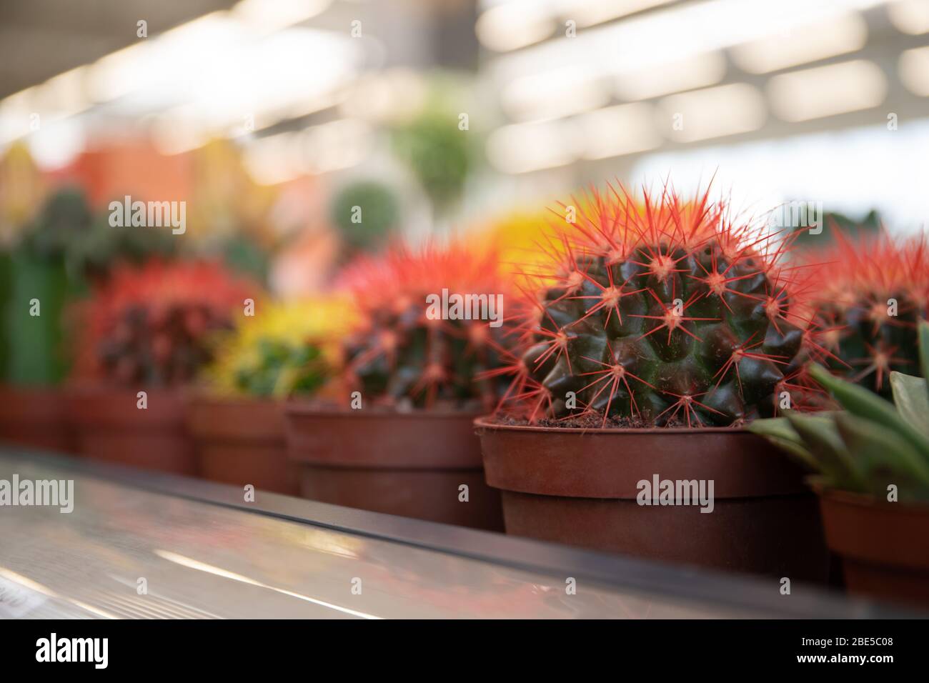Small decorative cacti. Beautiful multi-colored cacti in a flower shop ...
