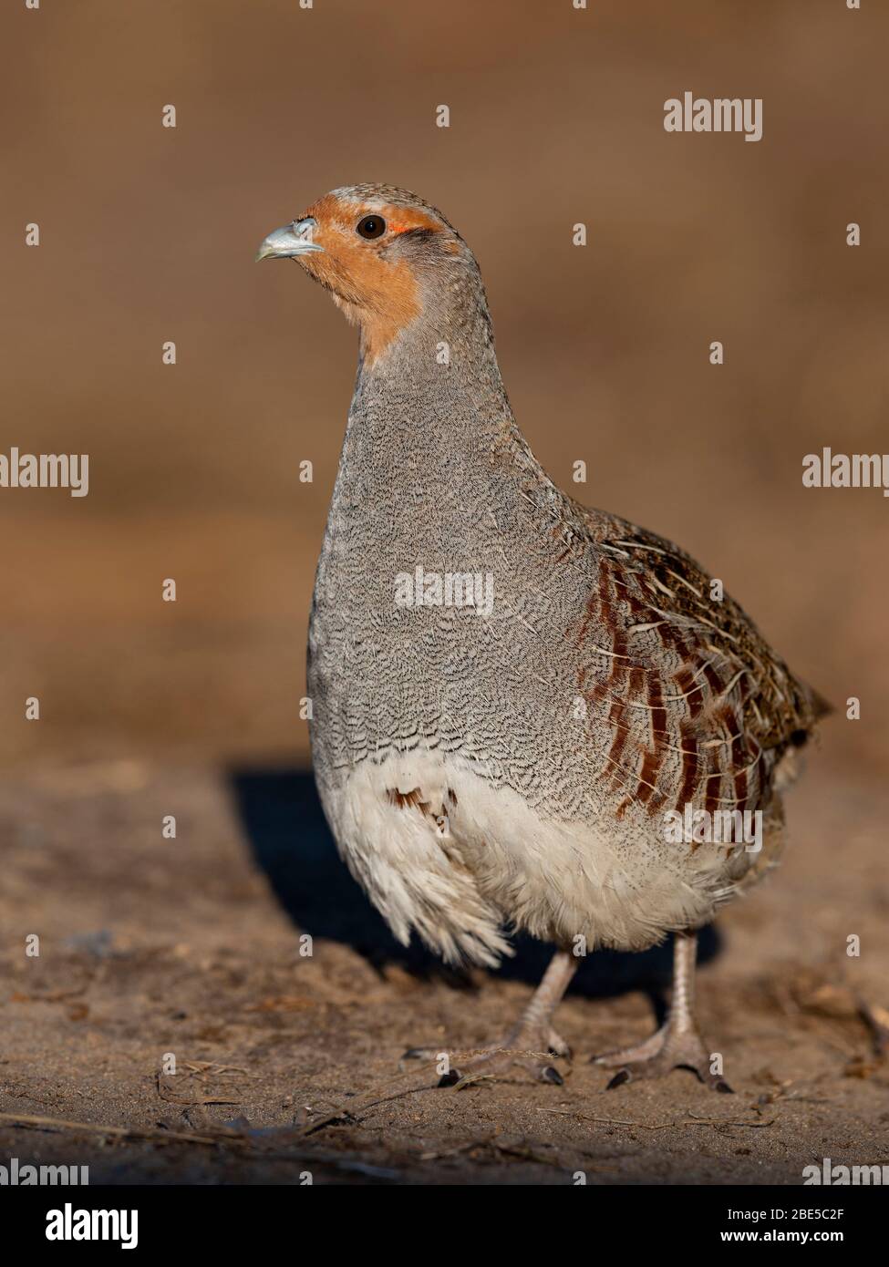 Hungarian Partridge in the Spring in North Dakota Stock Photo - Alamy