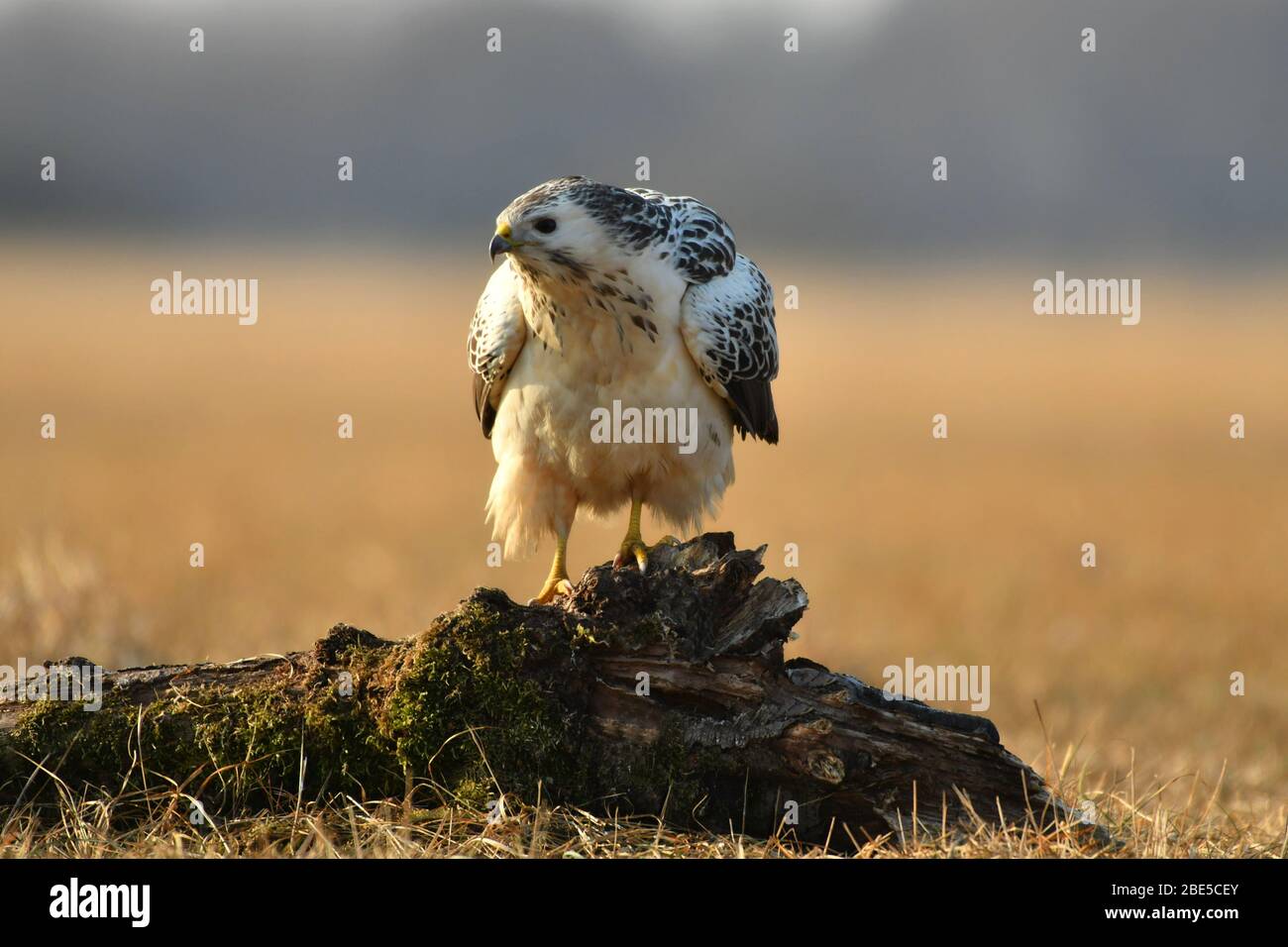 Great Common buzzard Stock Photo - Alamy