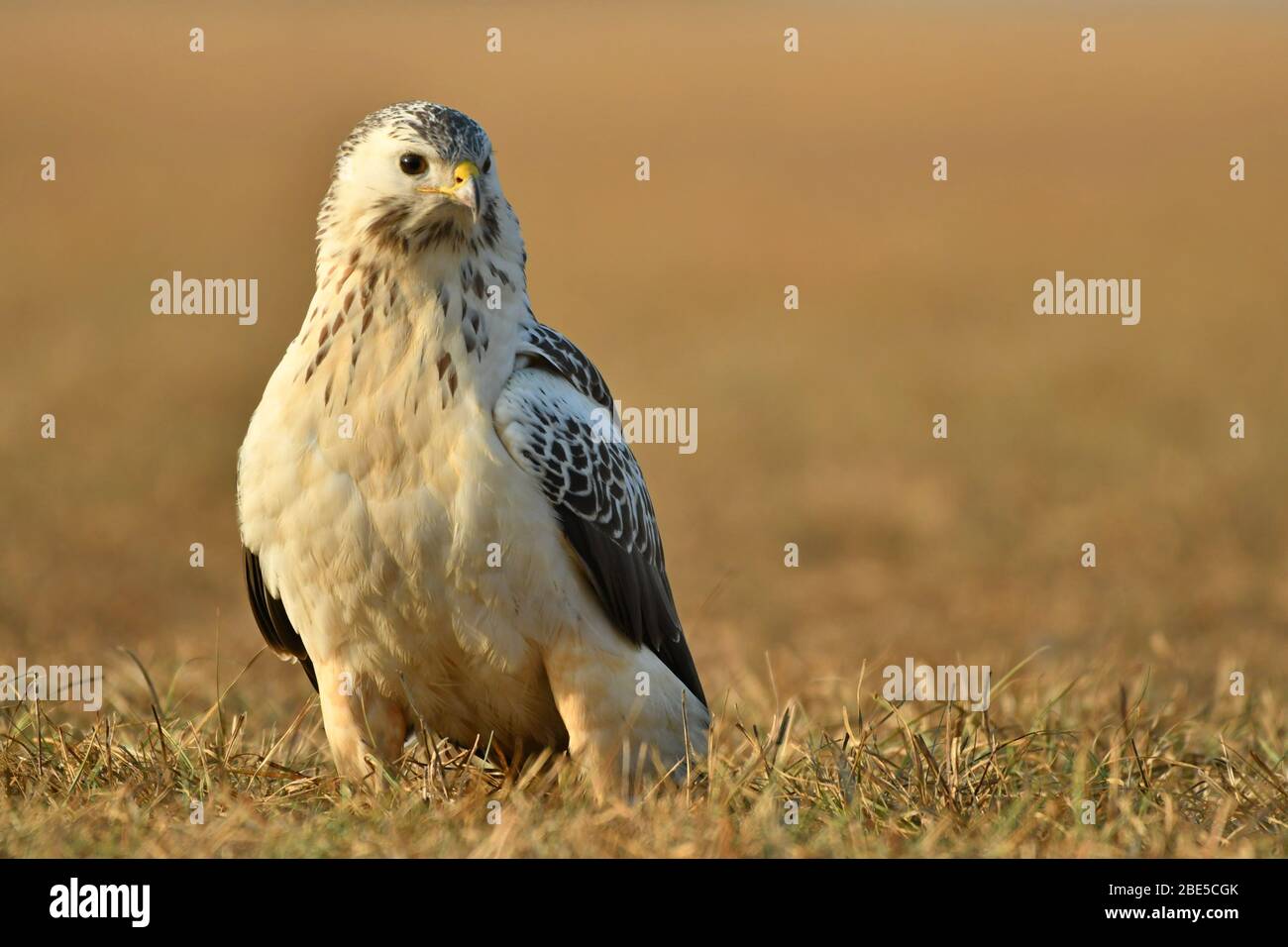 Great white prey hi-res stock photography and images - Alamy