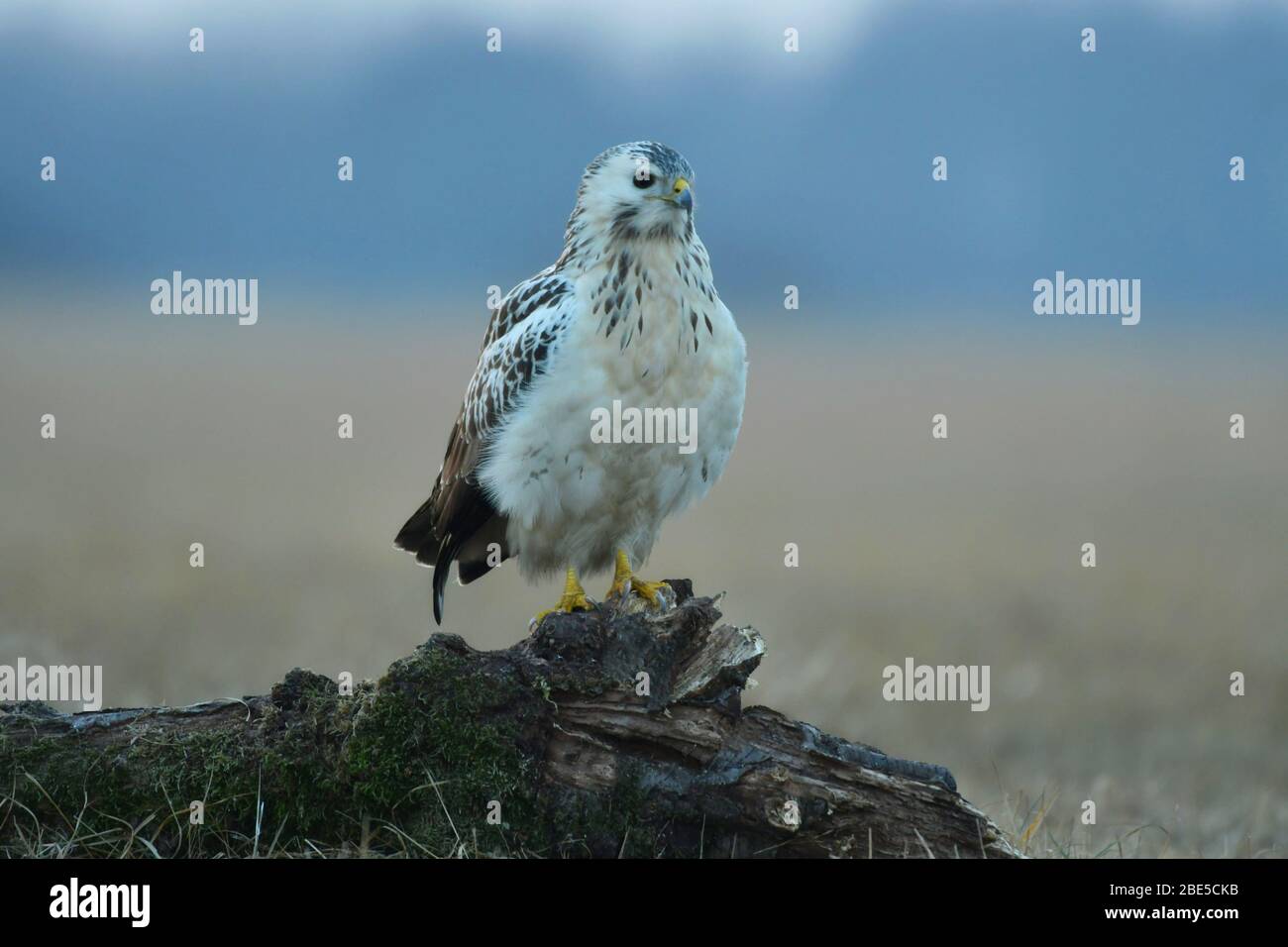 Great Common buzzard Stock Photo - Alamy