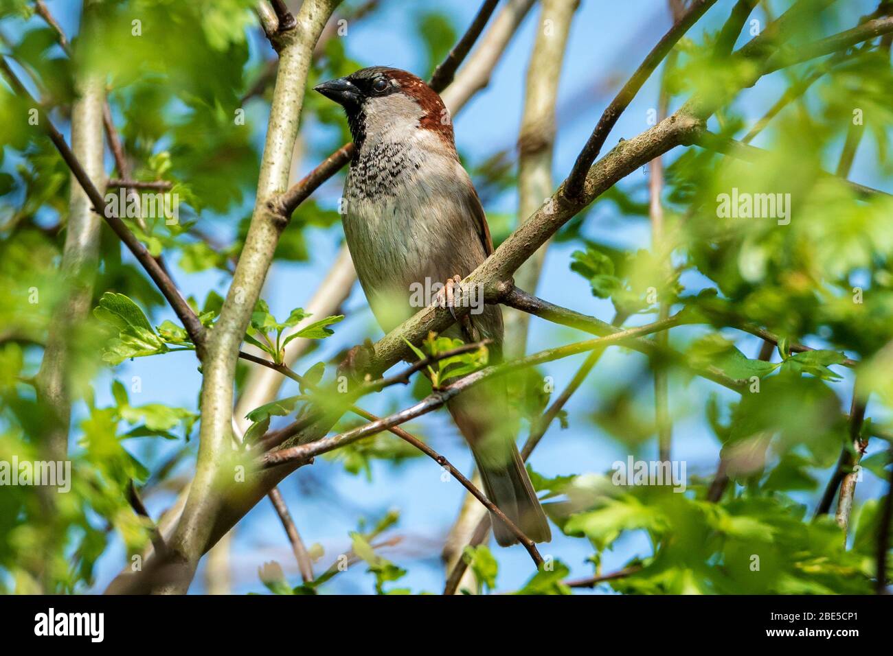 Tree sparrow garden hi-res stock photography and images - Alamy