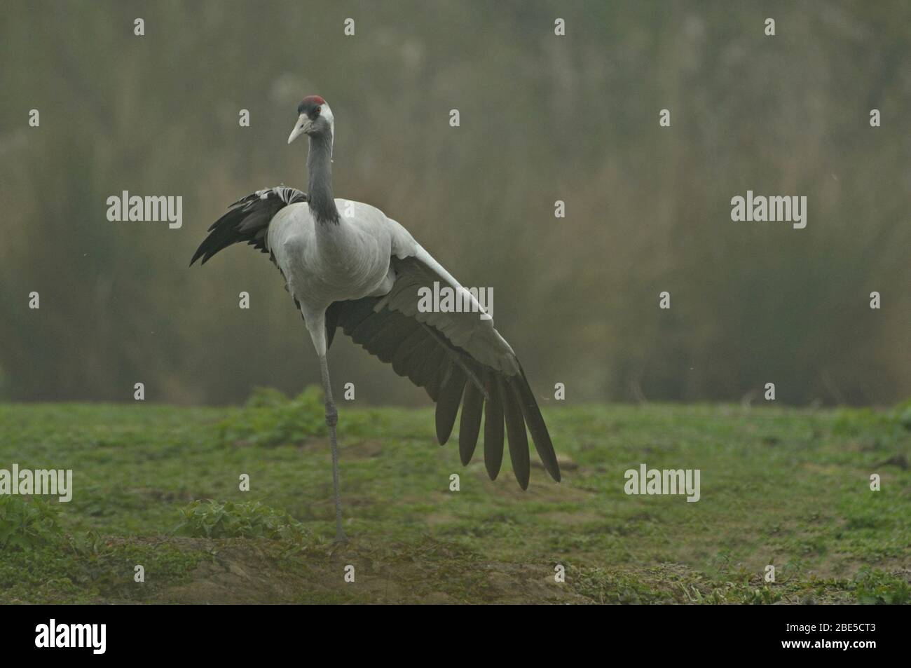 Tail crane hi-res stock photography and images - Alamy
