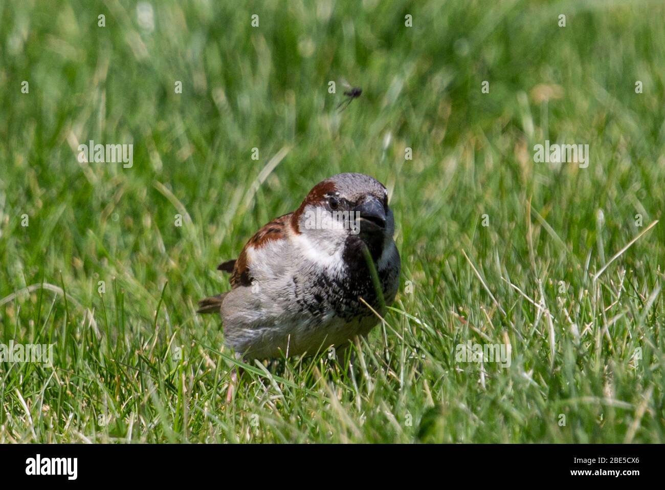 Vector drawing sparrow birds hi-res stock photography and images - Alamy