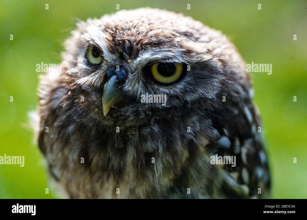 Noctua owlet hi-res stock photography and images - Alamy
