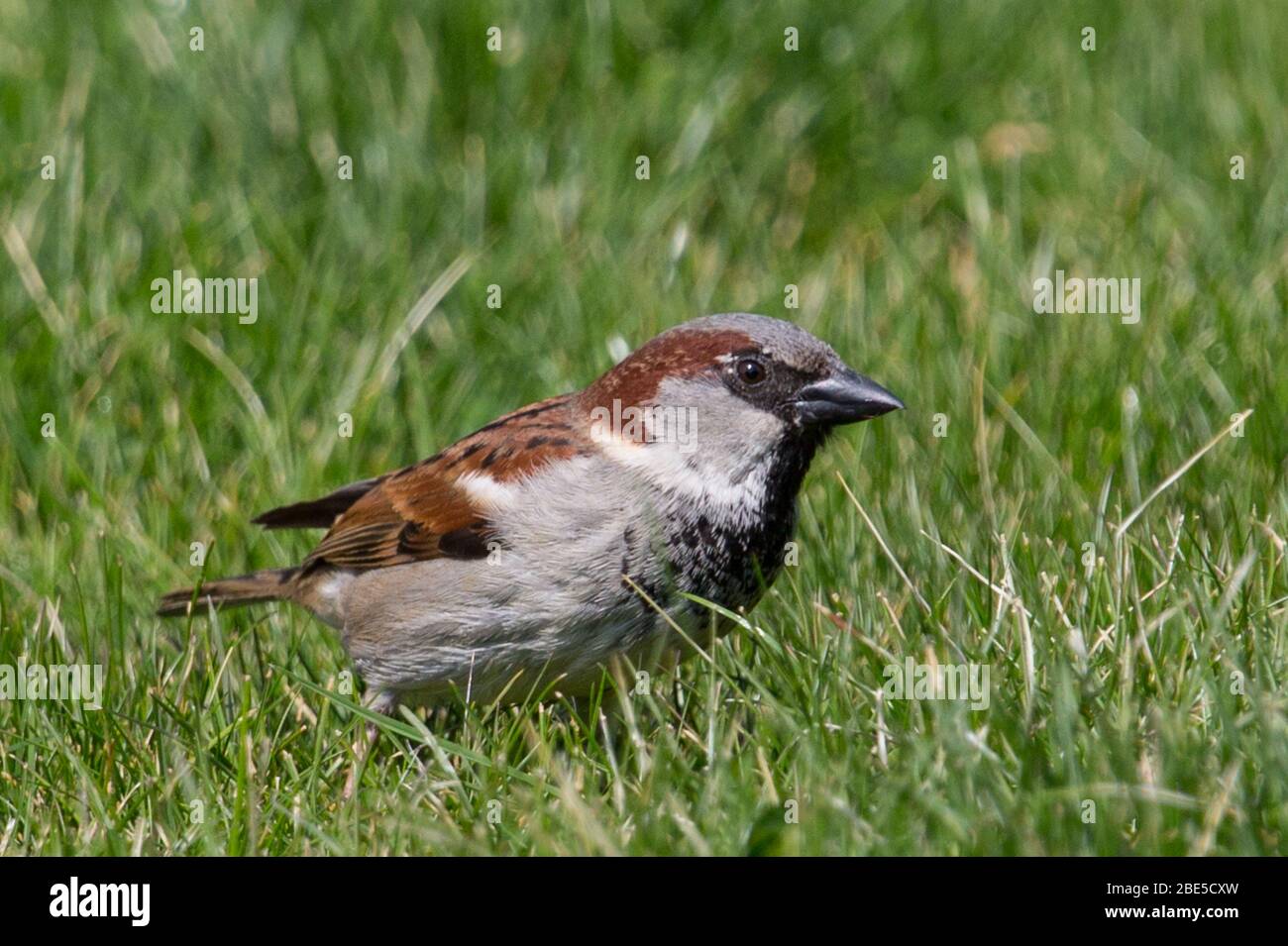sparrow hunting in the morning Stock Photo - Alamy