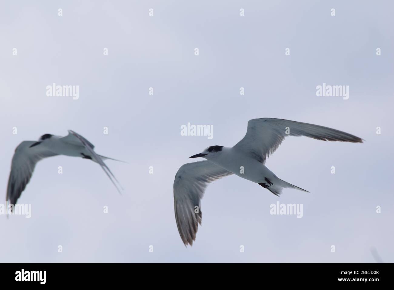 Flying seabirds hi-res stock photography and images - Alamy