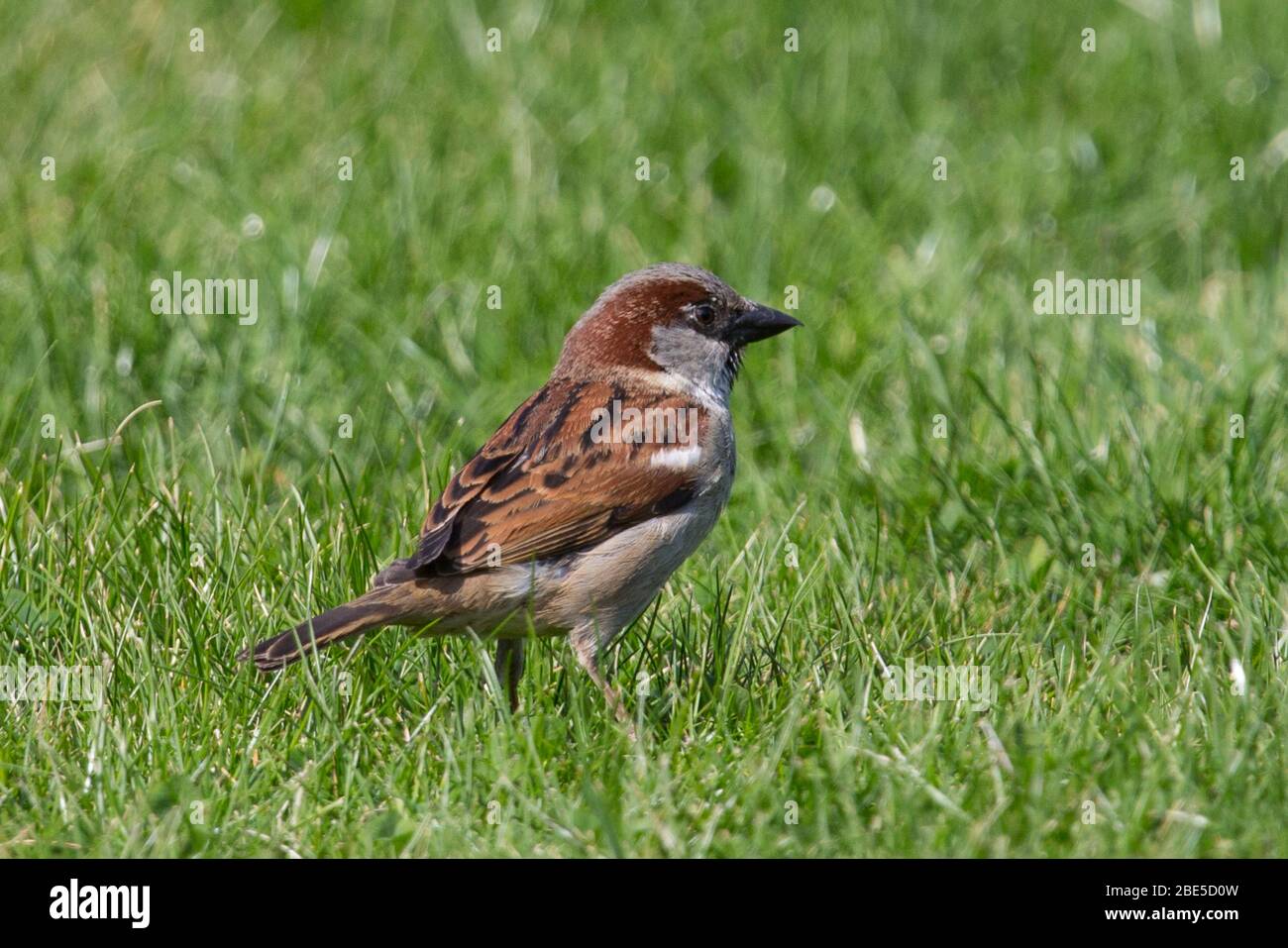 sparrow hunting in the morning Stock Photo - Alamy
