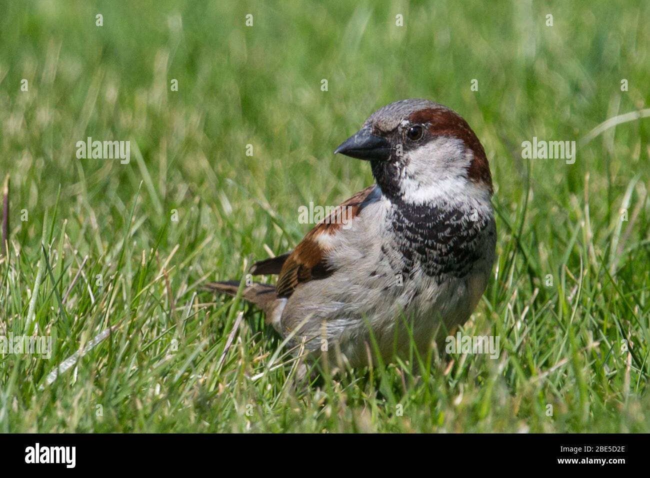 sparrow hunting in the morning Stock Photo - Alamy
