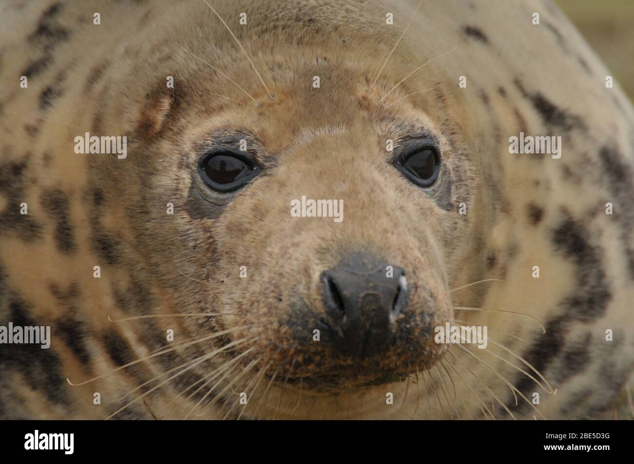 Seal eye hi-res stock photography and images - Alamy