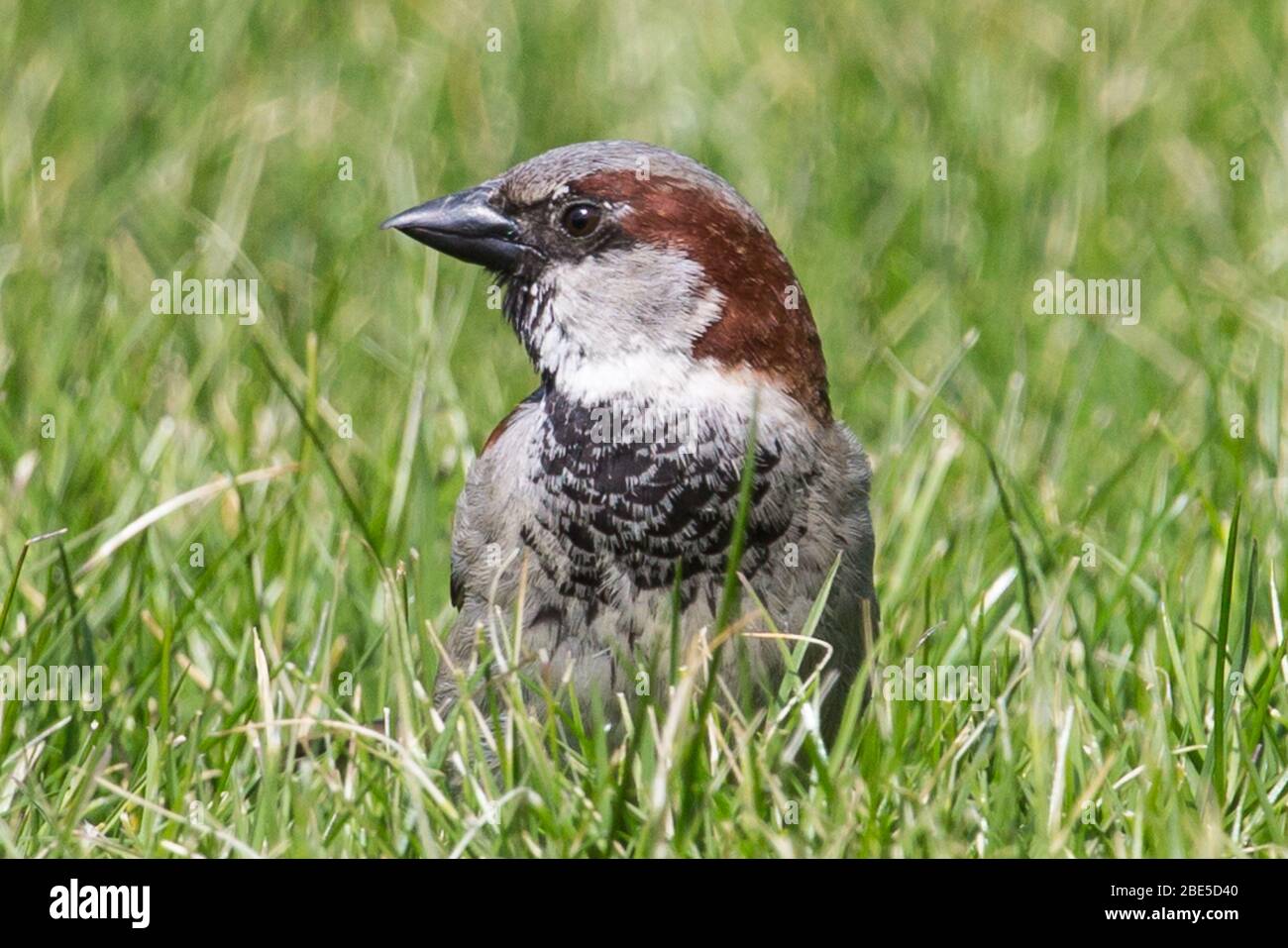 sparrow hunting in the morning Stock Photo - Alamy