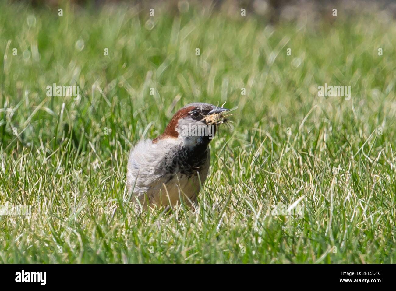 sparrow hunting in the morning Stock Photo - Alamy