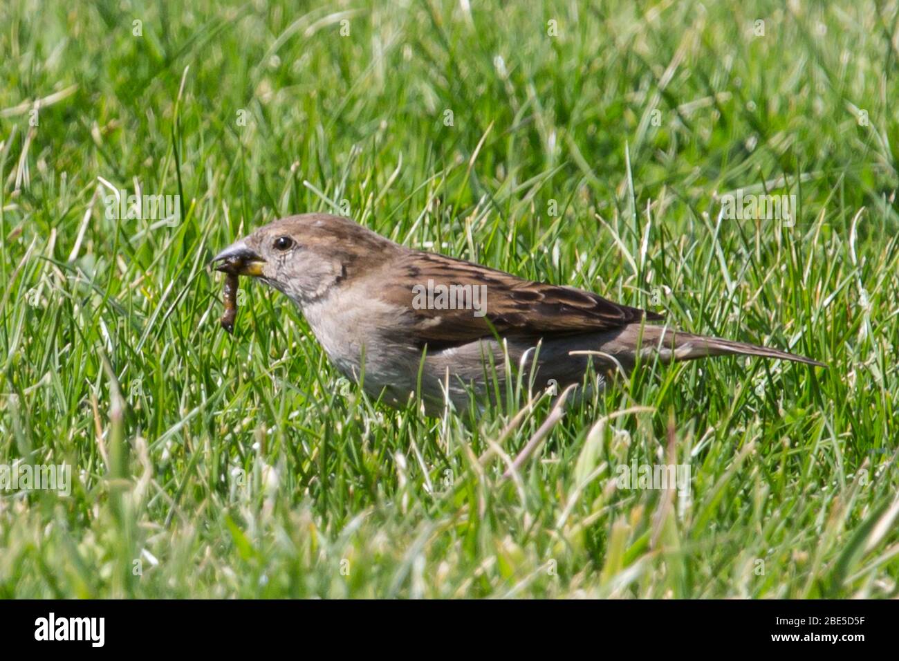 Drawing small sparrow in black hi-res stock photography and images - Alamy
