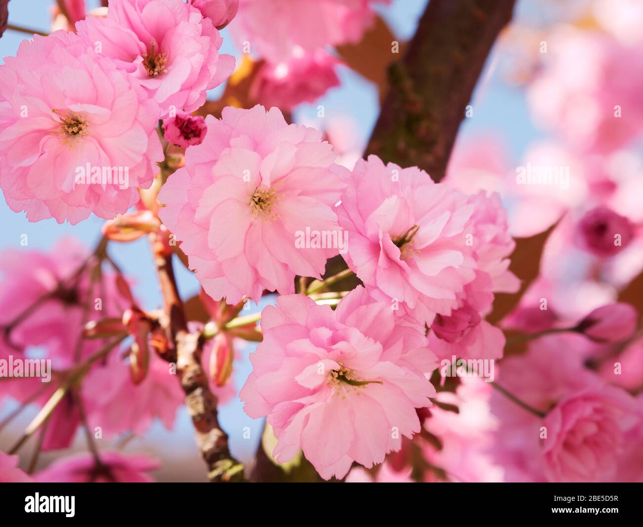 Pink cherry flowers blooming in spring Stock Photo - Alamy